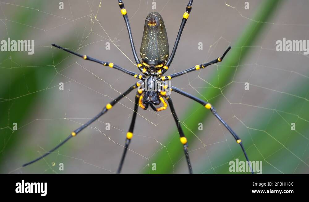 Tropical orb weaver Stock Videos & Footage - HD and 4K Video Clips - Alamy