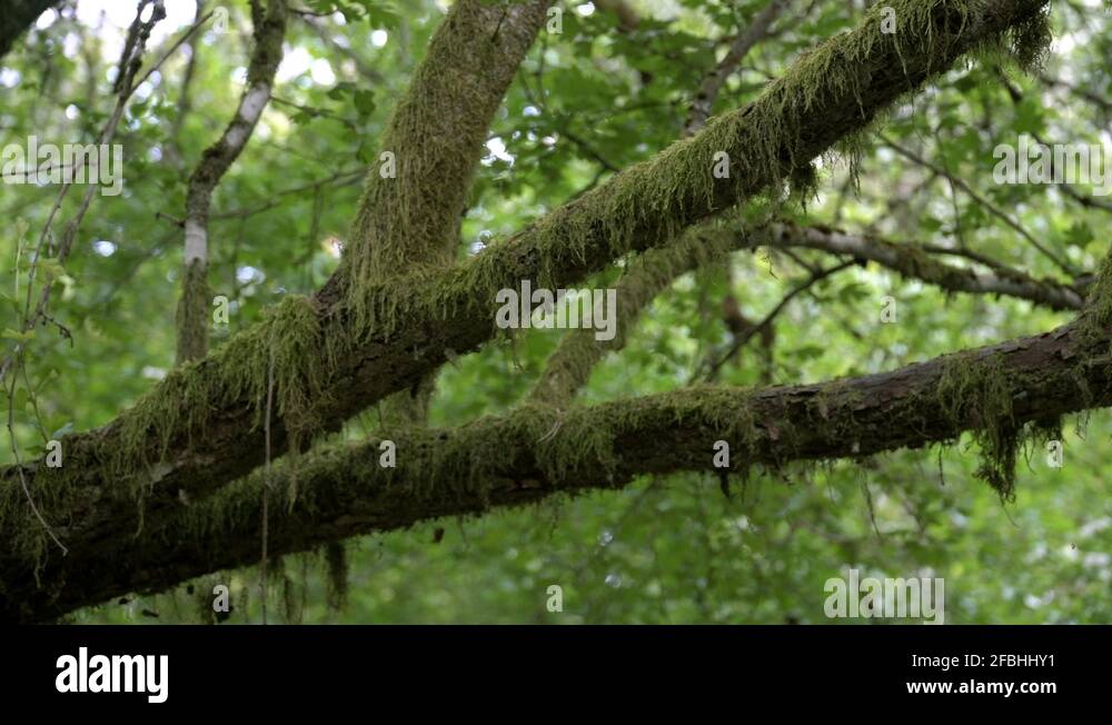 Horizontal tree trunk Stock Videos & Footage - HD and 4K Video Clips ...