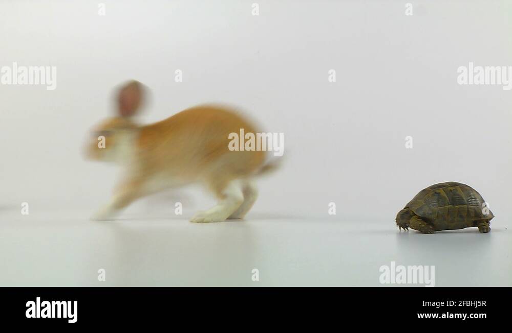Tortoise and the hare Stock Videos & Footage - HD and 4K Video Clips ...