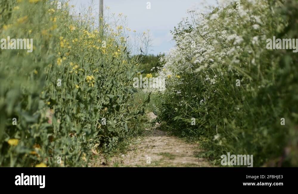 Summer country pathway Stock Videos & Footage - HD and 4K Video Clips ...