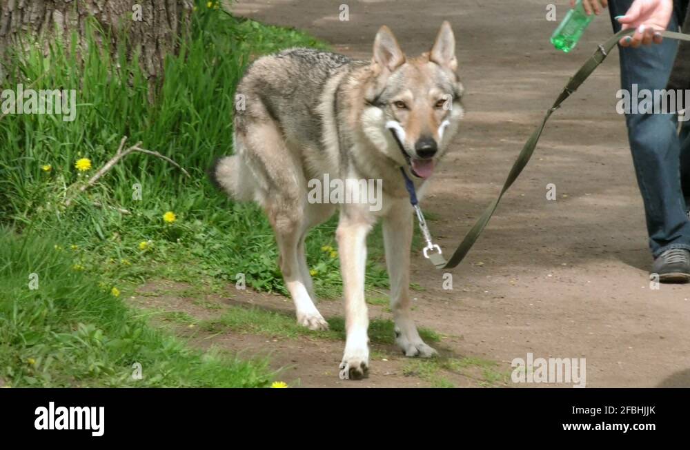 Domesticated wolves Stock Videos & Footage - HD and 4K Video Clips - Alamy