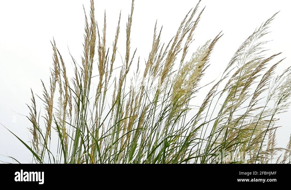Background high grass in Stock Videos & Footage - HD and 4K Video Clips ...