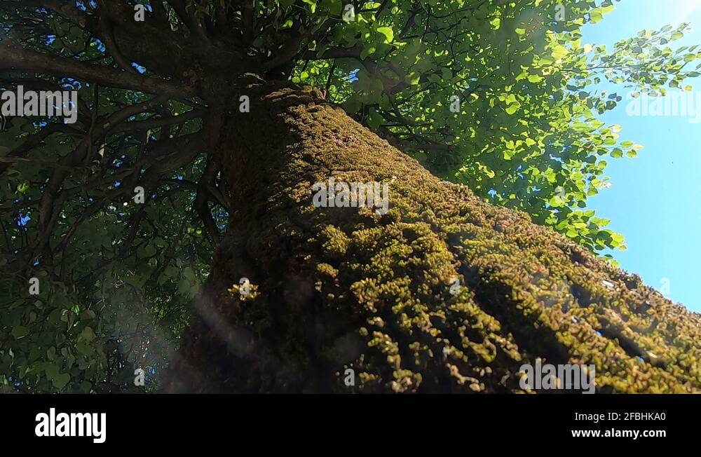 Asp tree Stock Videos & Footage - HD and 4K Video Clips - Alamy