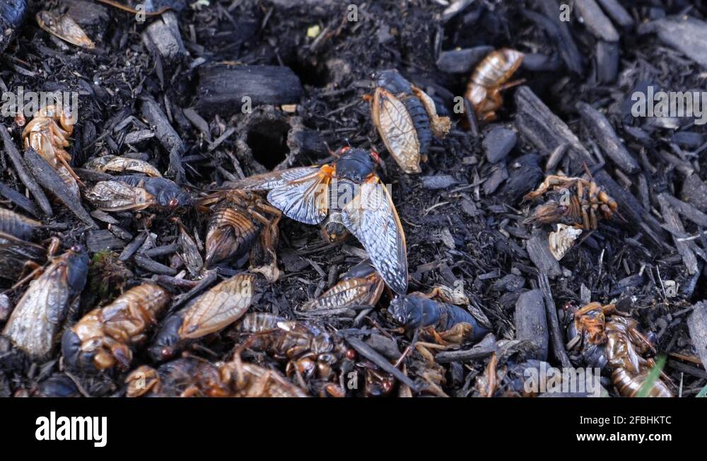 Cicada wings Stock Videos & Footage - HD and 4K Video Clips - Alamy