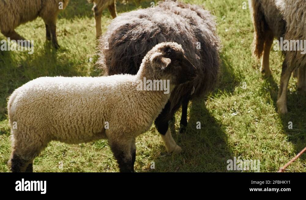 Baby sheep farm park Stock Videos & Footage - HD and 4K Video Clips - Alamy