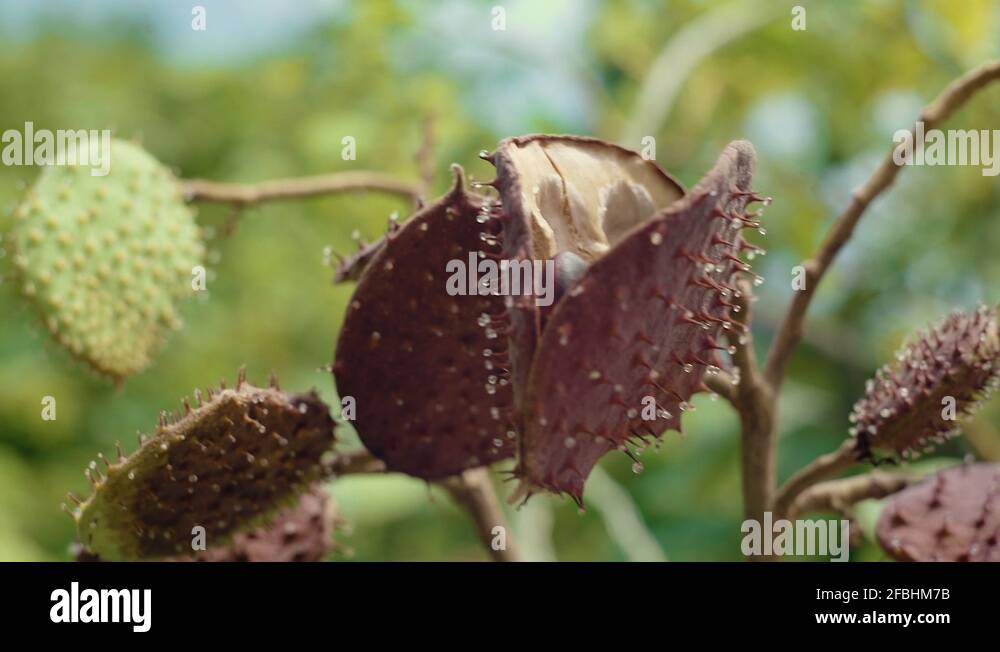 Close up prickly seeds Stock Videos & Footage - HD and 4K Video Clips ...