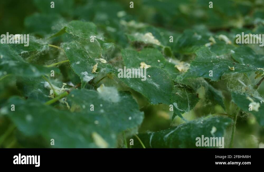 Tree seeds white Stock Videos & Footage - HD and 4K Video Clips - Alamy