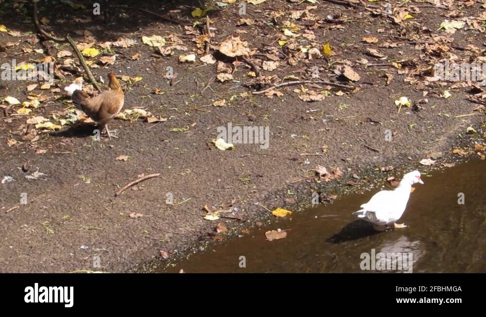Chicken river Stock Videos & Footage - HD and 4K Video Clips - Alamy