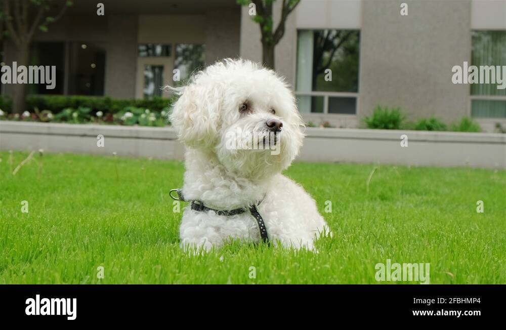 Poodle mix breed Stock Videos & Footage - HD and 4K Video Clips - Alamy