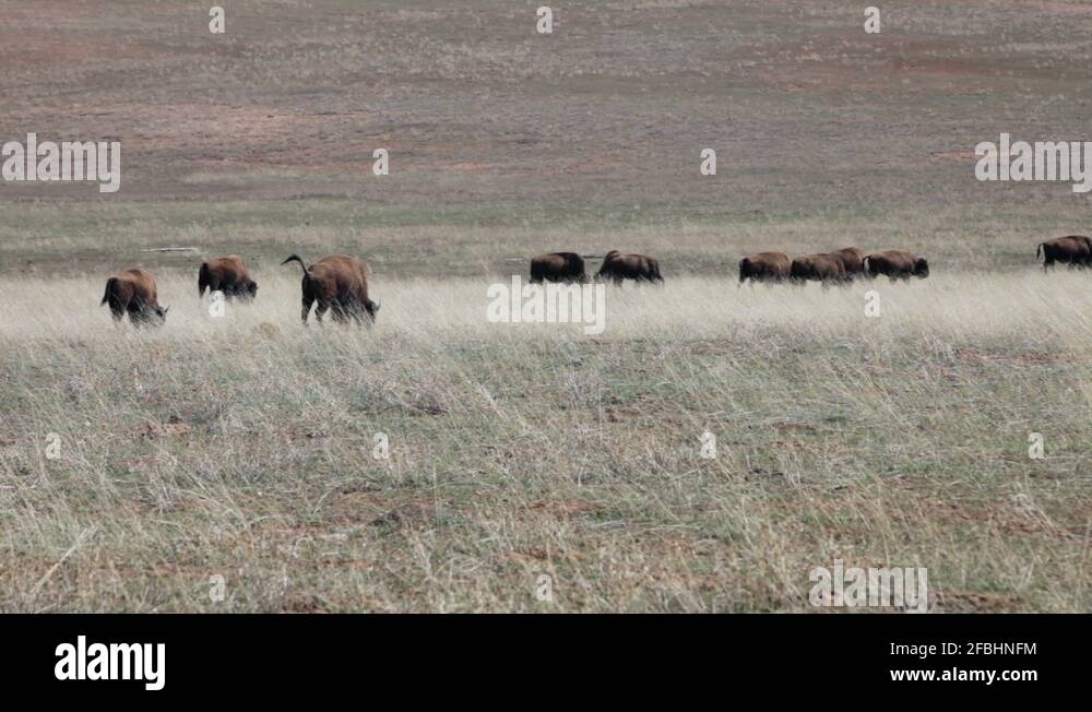Plains indians bison Stock Videos & Footage - HD and 4K Video Clips - Alamy