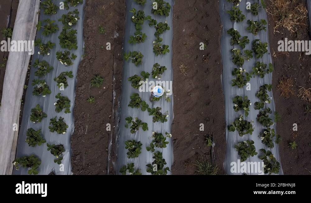 Strawberries growing in lines Stock Videos & Footage - HD and 4K Video ...