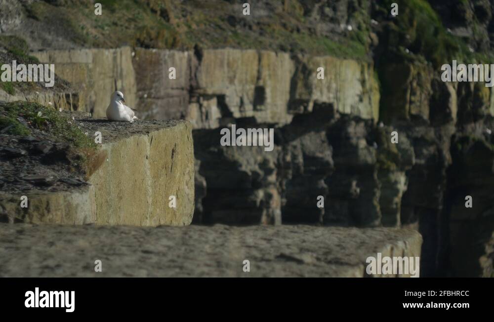 Dove sitting on cliff Stock Videos & Footage - HD and 4K Video Clips ...