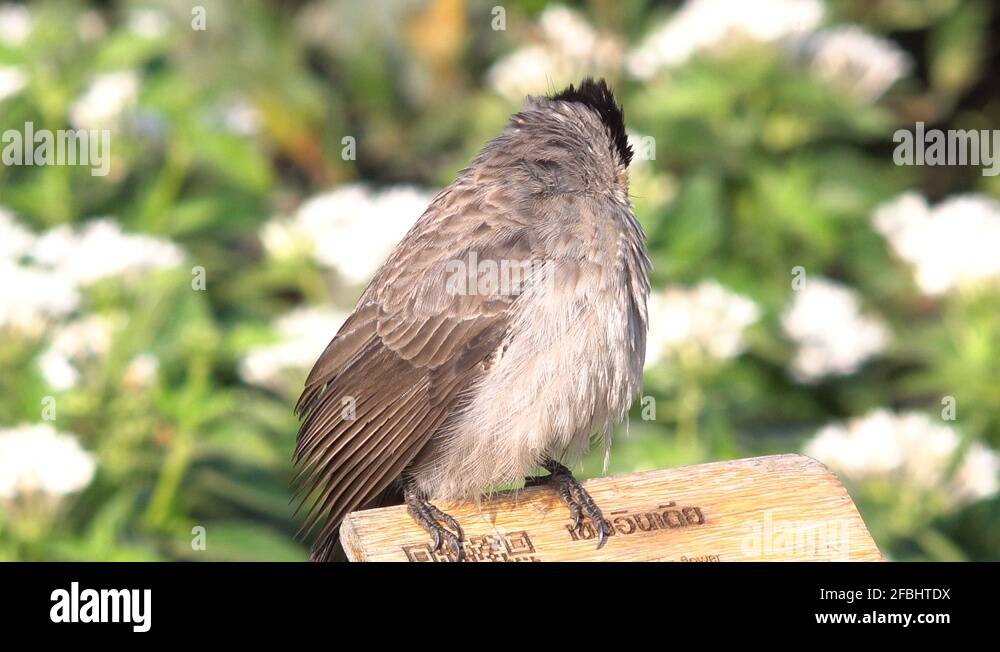Pink robin bird Stock Videos & Footage - HD and 4K Video Clips - Alamy