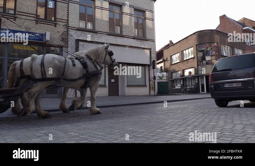 Two large horse-drawn covered wagons pass through a city street ...