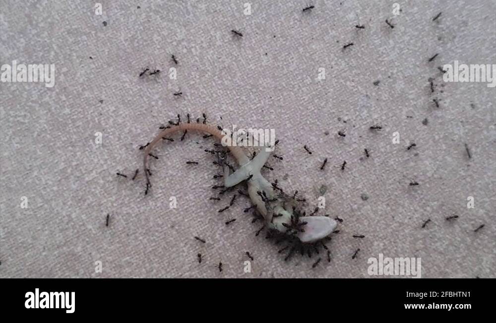 Ant carry dead ant Stock Videos & Footage - HD and 4K Video Clips - Alamy
