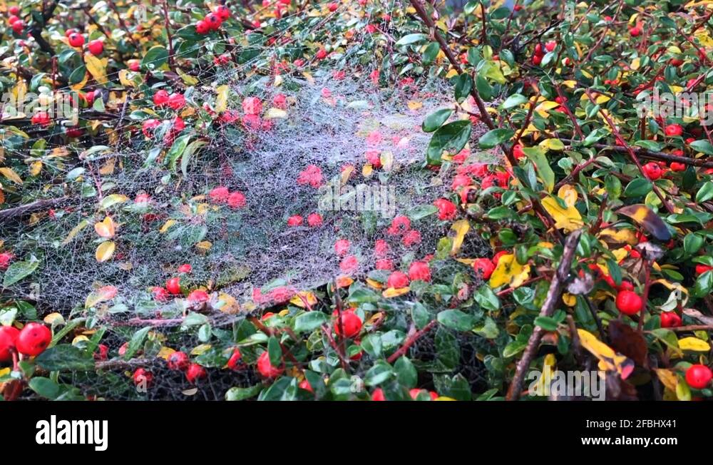 Spiders web on a bush Stock Videos & Footage - HD and 4K Video Clips ...