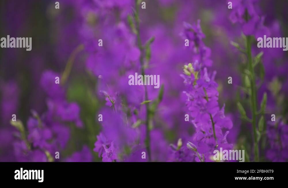 Purple weed flower Stock Video Footage - Alamy