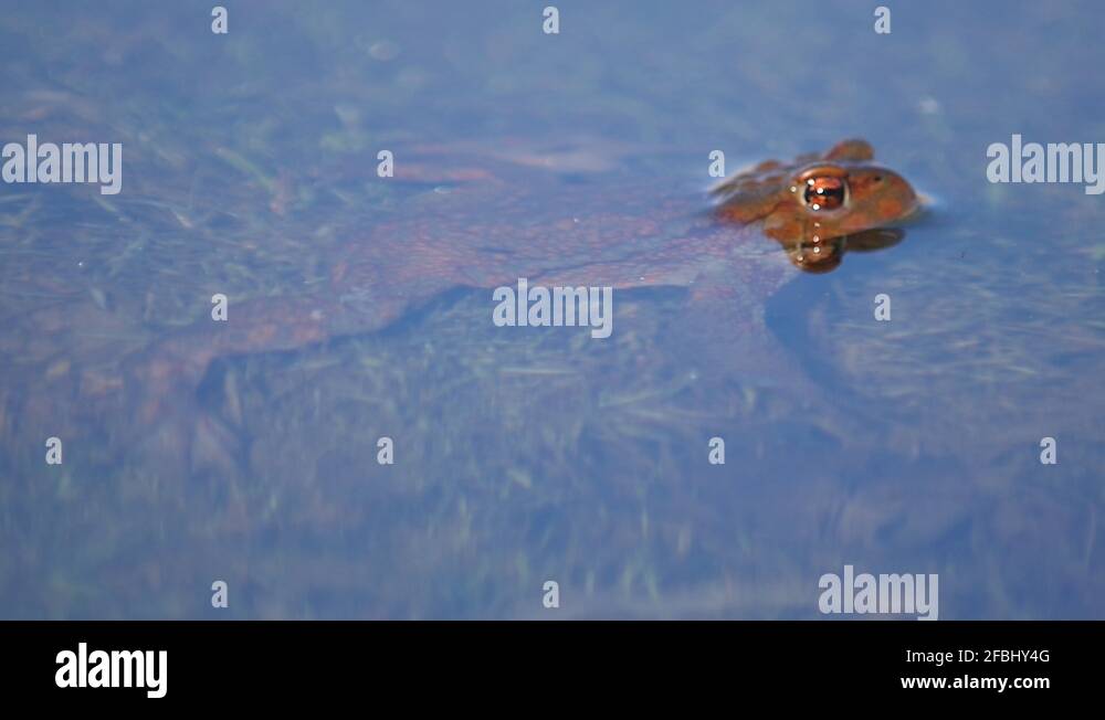 Close up in slow motion of a frog in a lake during mating season Stock ...