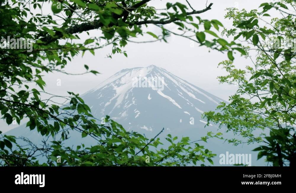 Fuji tree Stock Videos & Footage - HD and 4K Video Clips - Alamy