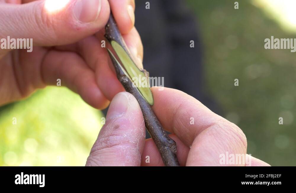 Grafting branch Stock Videos & Footage - HD and 4K Video Clips - Alamy