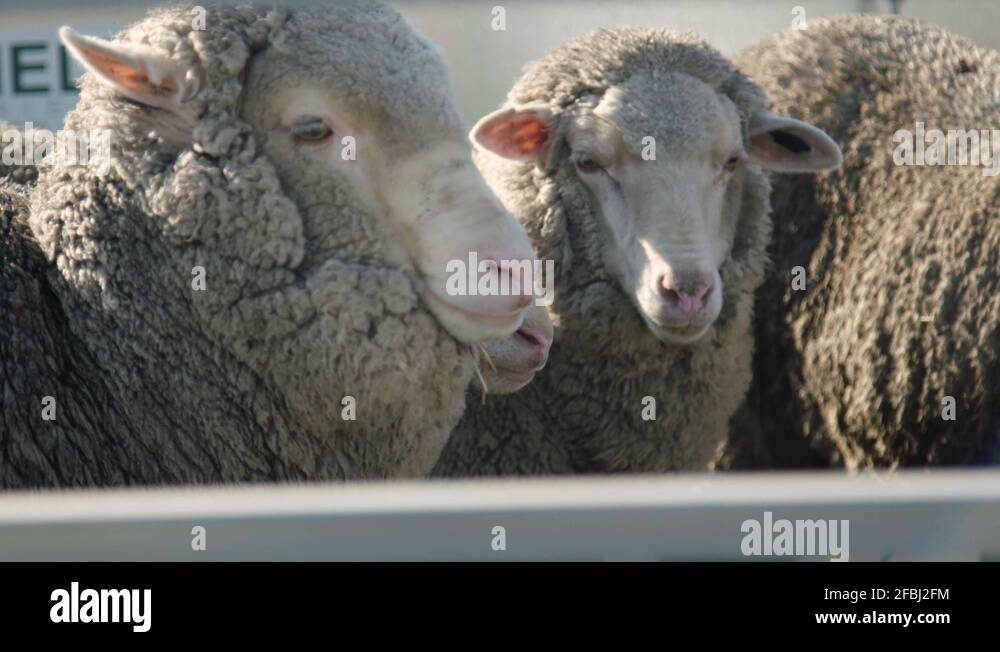 Fence farm sheep wool Stock Videos & Footage - HD and 4K Video Clips ...