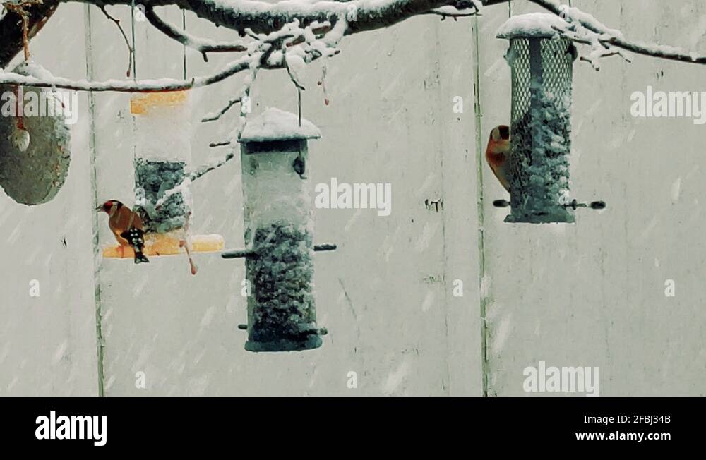 Protect from birds Stock Videos & Footage - HD and 4K Video Clips - Alamy