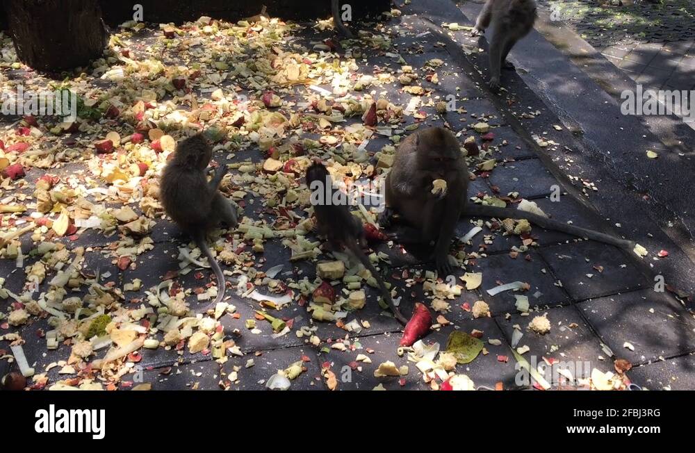 Monkeys eating fruit Stock Videos & Footage - HD and 4K Video Clips - Alamy