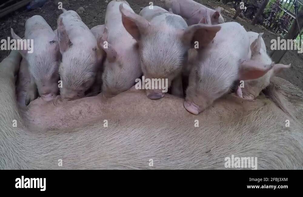Pig mom Stock Videos & Footage - HD and 4K Video Clips - Alamy