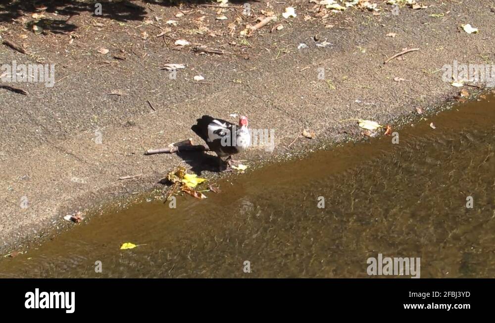Animal drinking water stream river Stock Videos & Footage - HD and 4K ...