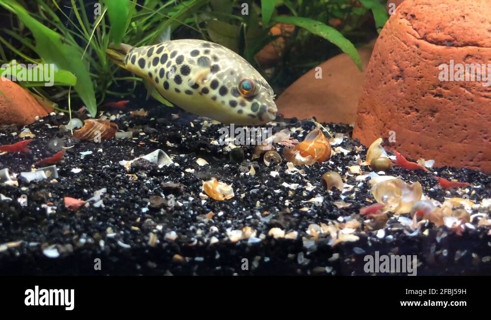 Puffer aquarium Stock Videos & Footage - HD and 4K Video Clips - Alamy