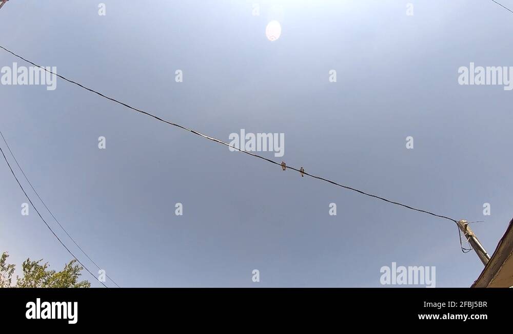 Bird birds power line Stock Videos & Footage - HD and 4K Video Clips ...