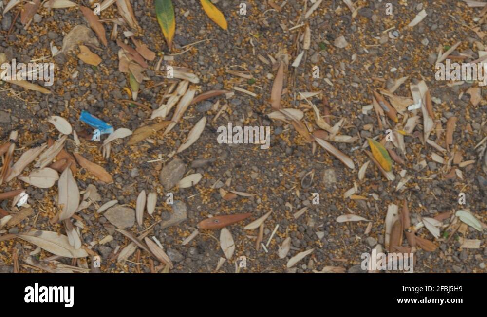 Ant colony birds eye view sweeping shot Stock Video Footage - Alamy