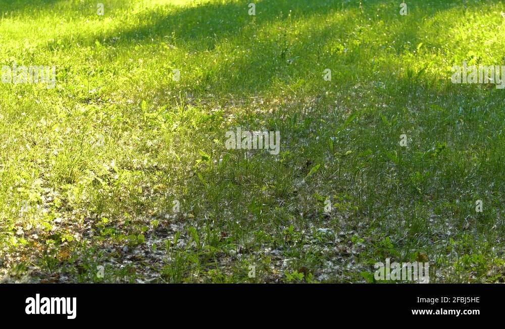 Grass seeds and pollen allergy Stock Videos & Footage - HD and 4K Video ...
