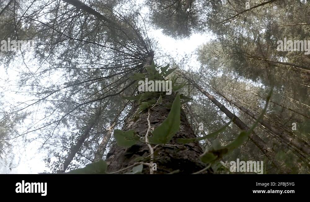 The best tree Stock Videos & Footage - HD and 4K Video Clips - Alamy