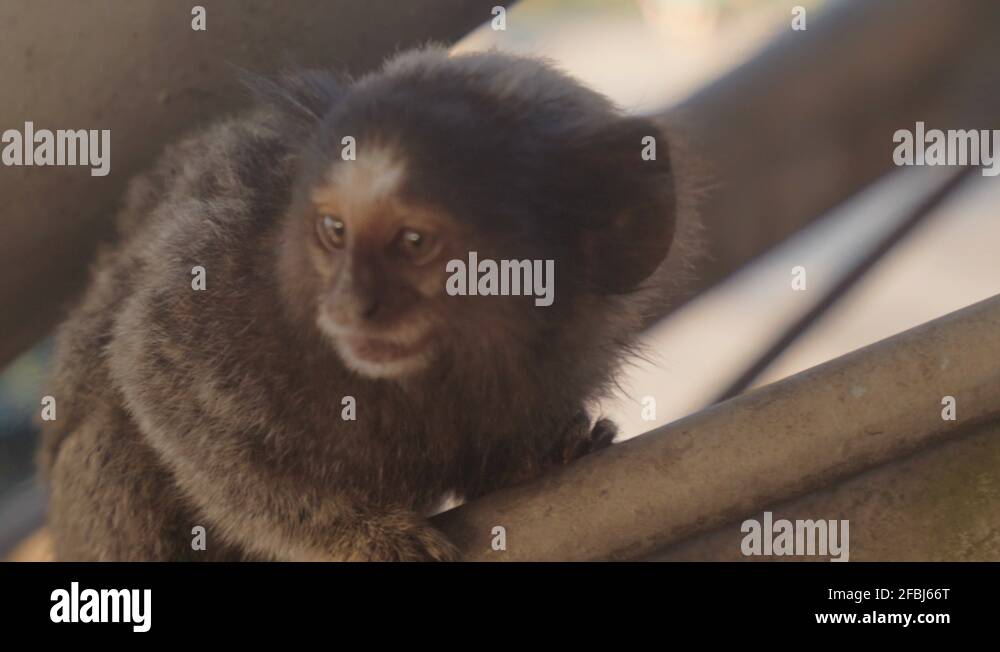 Monkey rio de janeiro Stock Videos & Footage - HD and 4K Video Clips ...