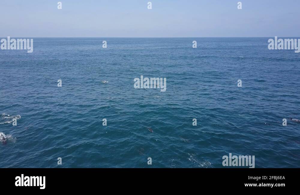 An diego dolphins Stock Videos & Footage - HD and 4K Video Clips - Alamy