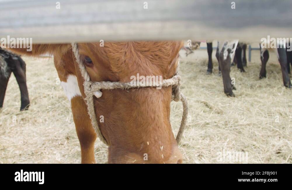 Ring camera cow Stock Videos & Footage - HD and 4K Video Clips - Alamy