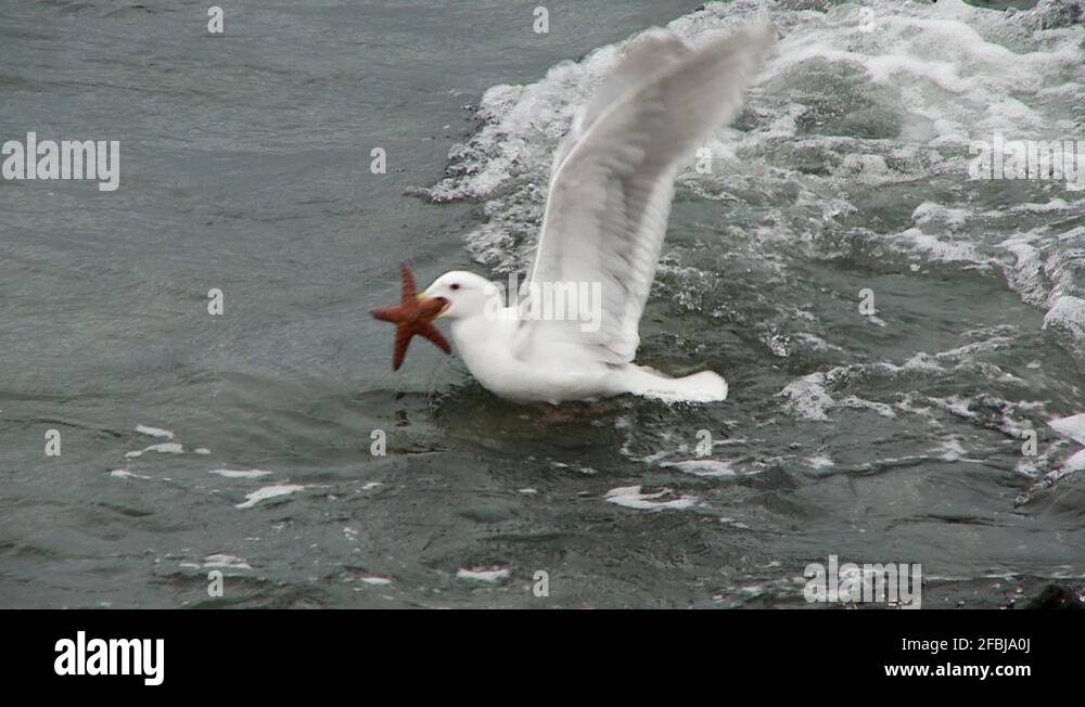 Starfish Stock Videos & Footage - HD and 4K Video Clips - Alamy