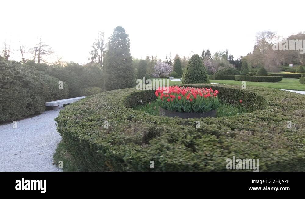 Right side rotating view of a circular hedge with red flowers in the ...