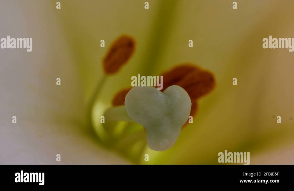 Flower piston Stock Videos & Footage - HD and 4K Video Clips - Alamy