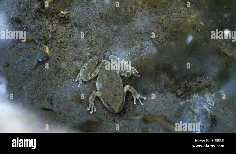 Hiding frog Stock Videos & Footage - HD and 4K Video Clips - Alamy