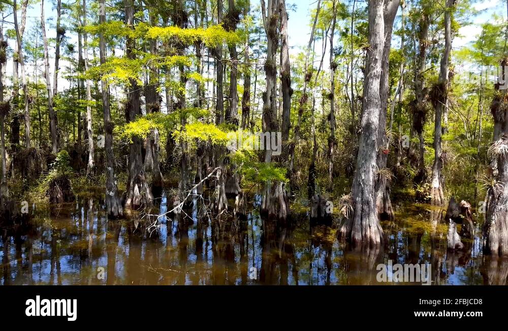 Swamp cypress bald cypress Stock Videos & Footage - HD and 4K Video ...