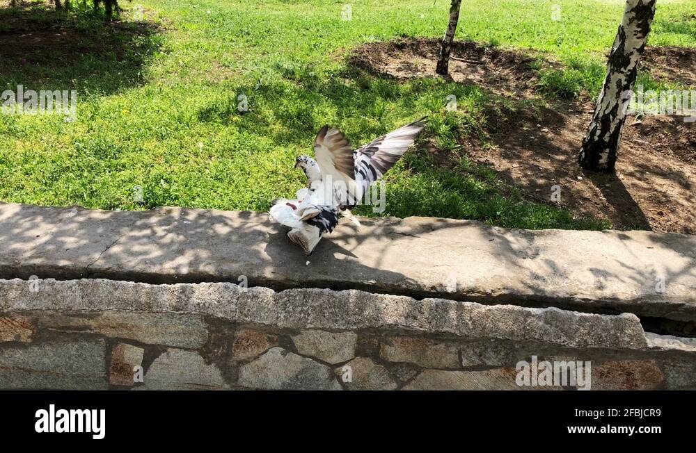 Bird making love Stock Videos & Footage - HD and 4K Video Clips - Alamy