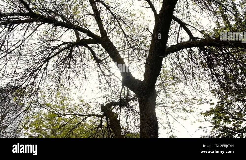 Backlit tree Stock Videos & Footage - HD and 4K Video Clips - Alamy