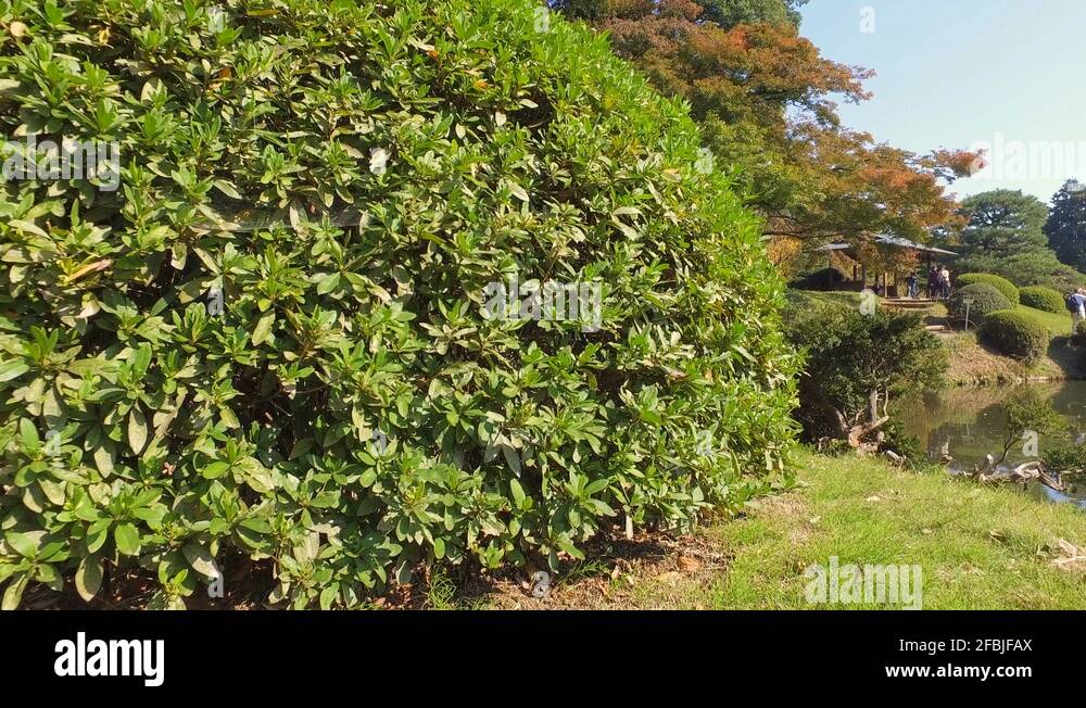 Topiary people Stock Videos & Footage - HD and 4K Video Clips - Alamy