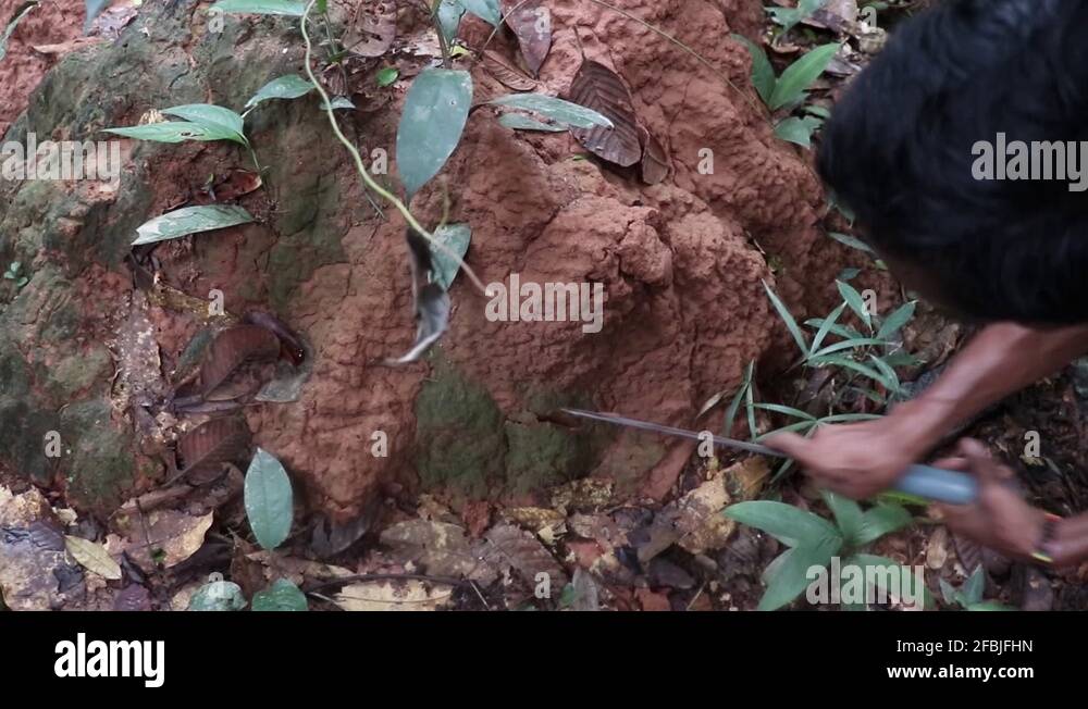 Black people digging in house Stock Videos & Footage - HD and 4K Video ...