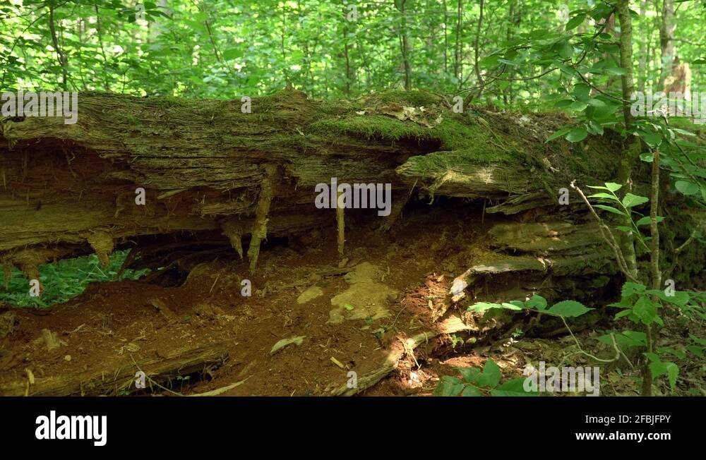 Big old dead oak tree in an oak forest Stock Videos & Footage - HD and ...