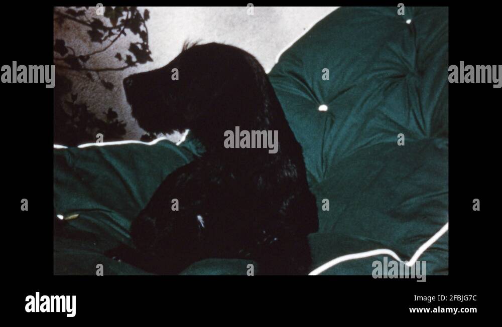 1960s: Puppy and cat sit on lounge chair, sniff each other Stock Video ...