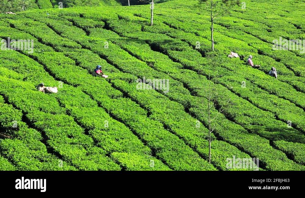 Tree from munnar kerala Stock Videos & Footage - HD and 4K Video Clips ...