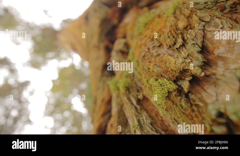 Smooth tree bark Stock Videos & Footage - HD and 4K Video Clips - Alamy